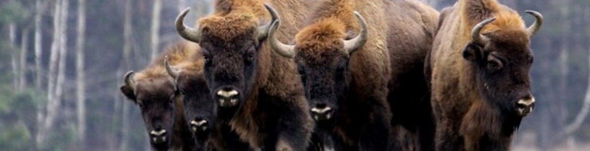 La Foresta di Bialowieza e i suoi bisonti - Polonia Travel (IT)